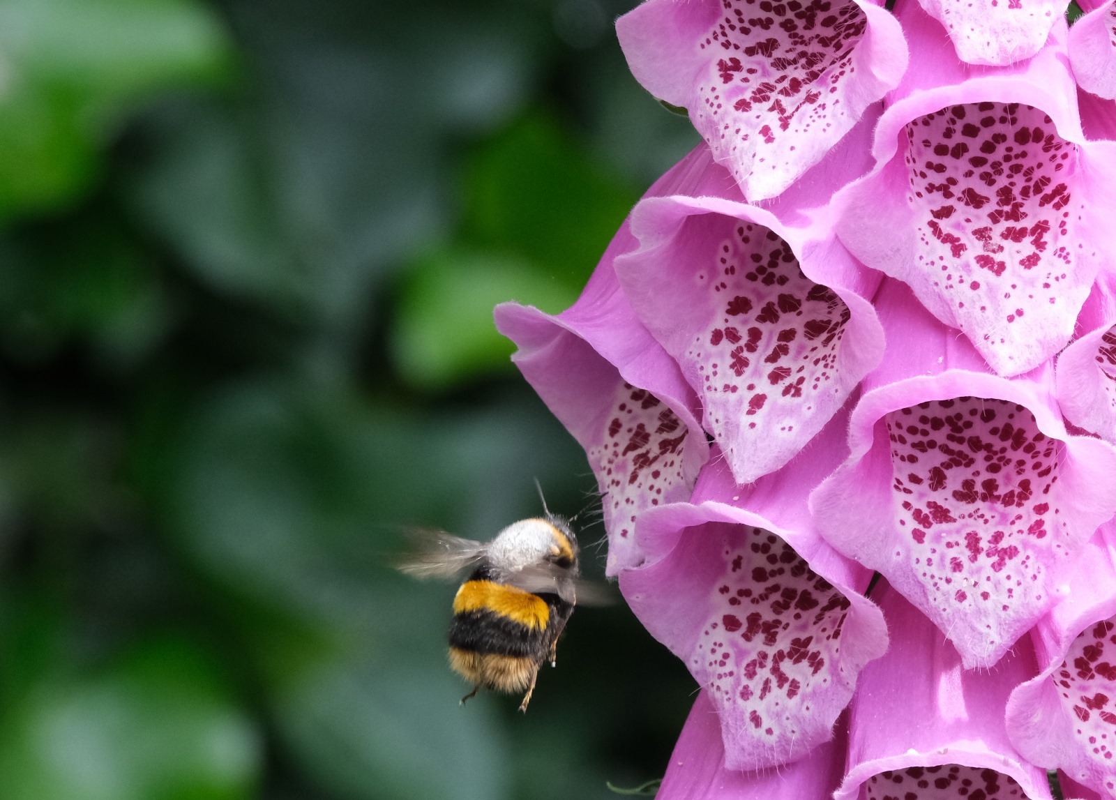 About – Rising Nature – Creative Connex © 2025